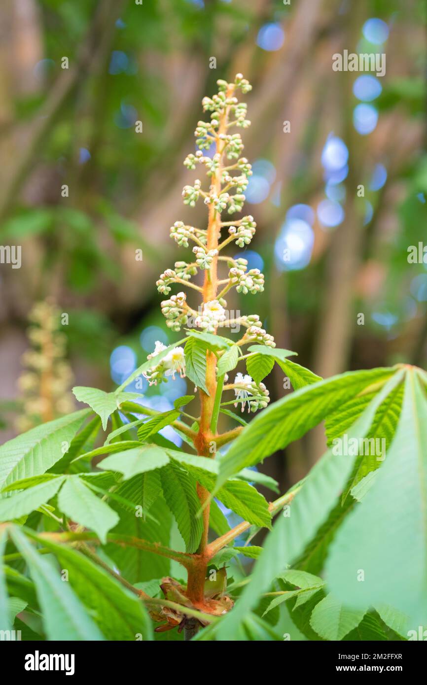 Arbre de marronnier hi-res stock photography and images - Alamy