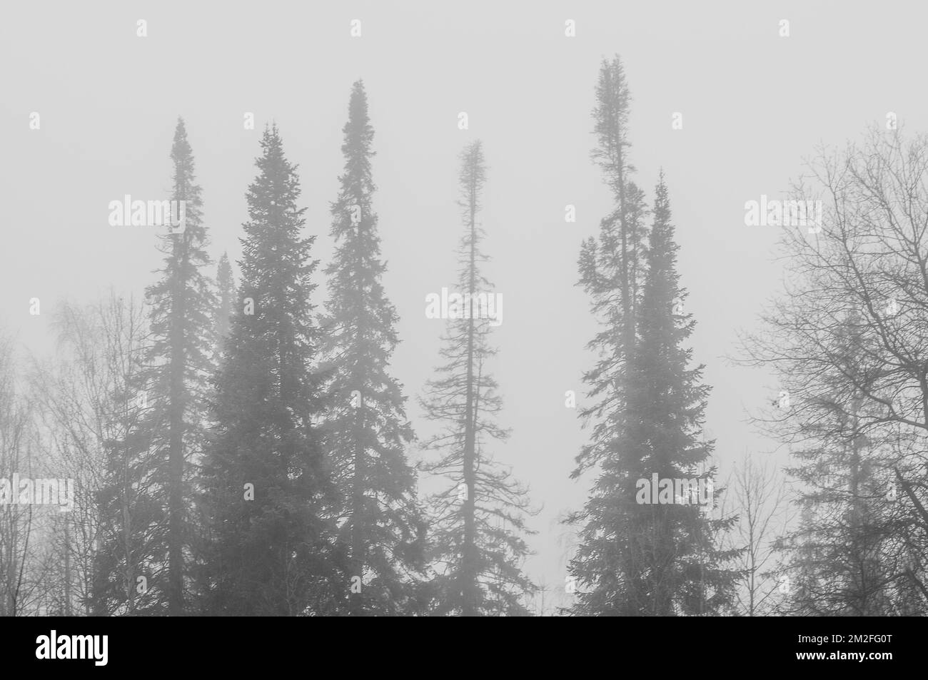 Silhouette of fir tree tops in fog in forest. Black and white Stock ...