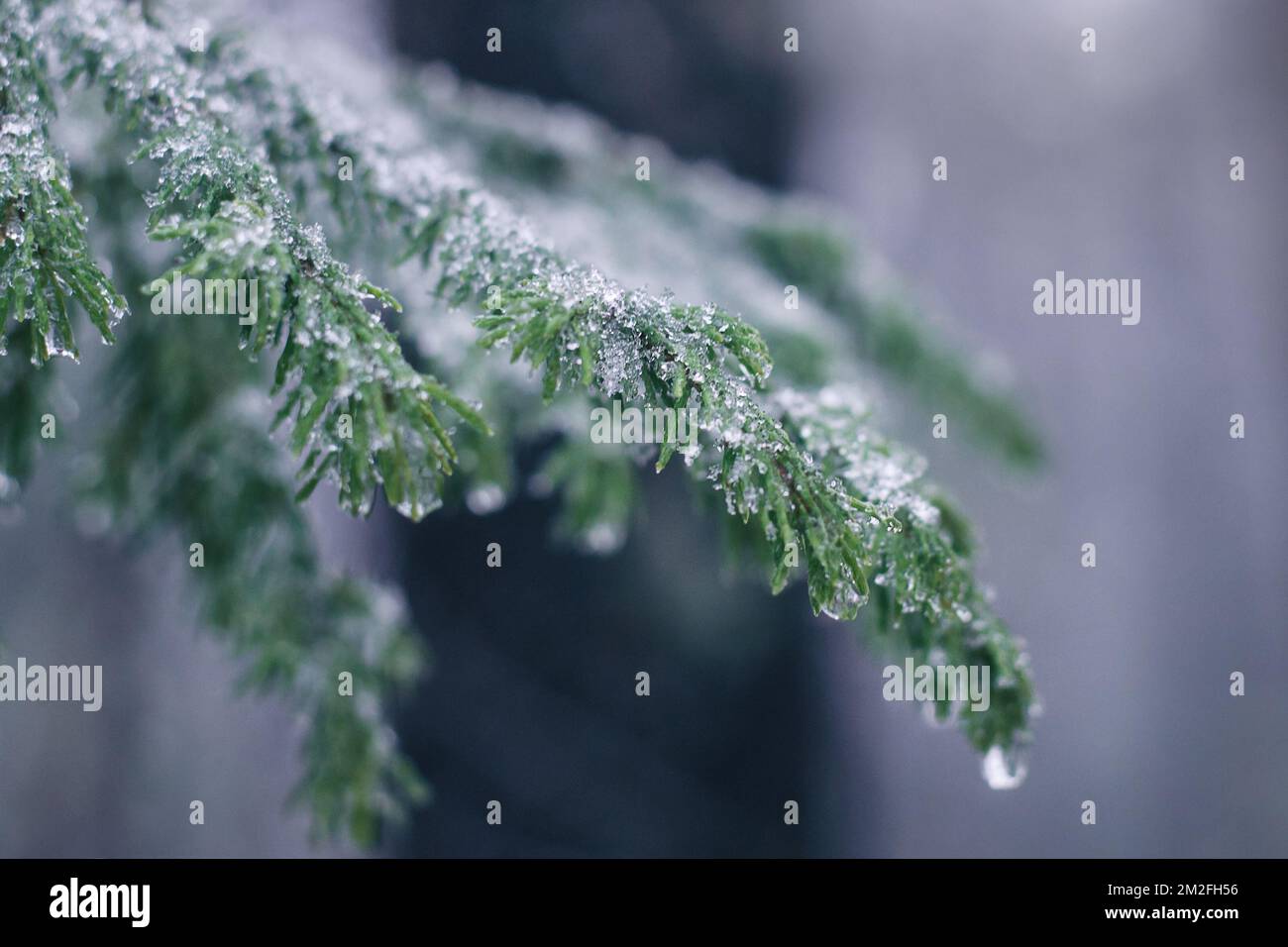 Fir tree water drops hi-res stock photography and images - Alamy