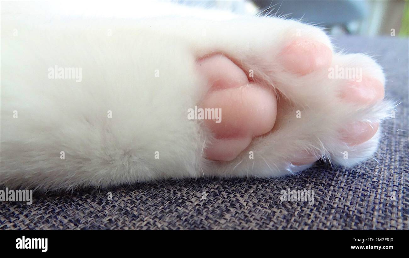 Chat patte hi-res stock photography and images - Alamy