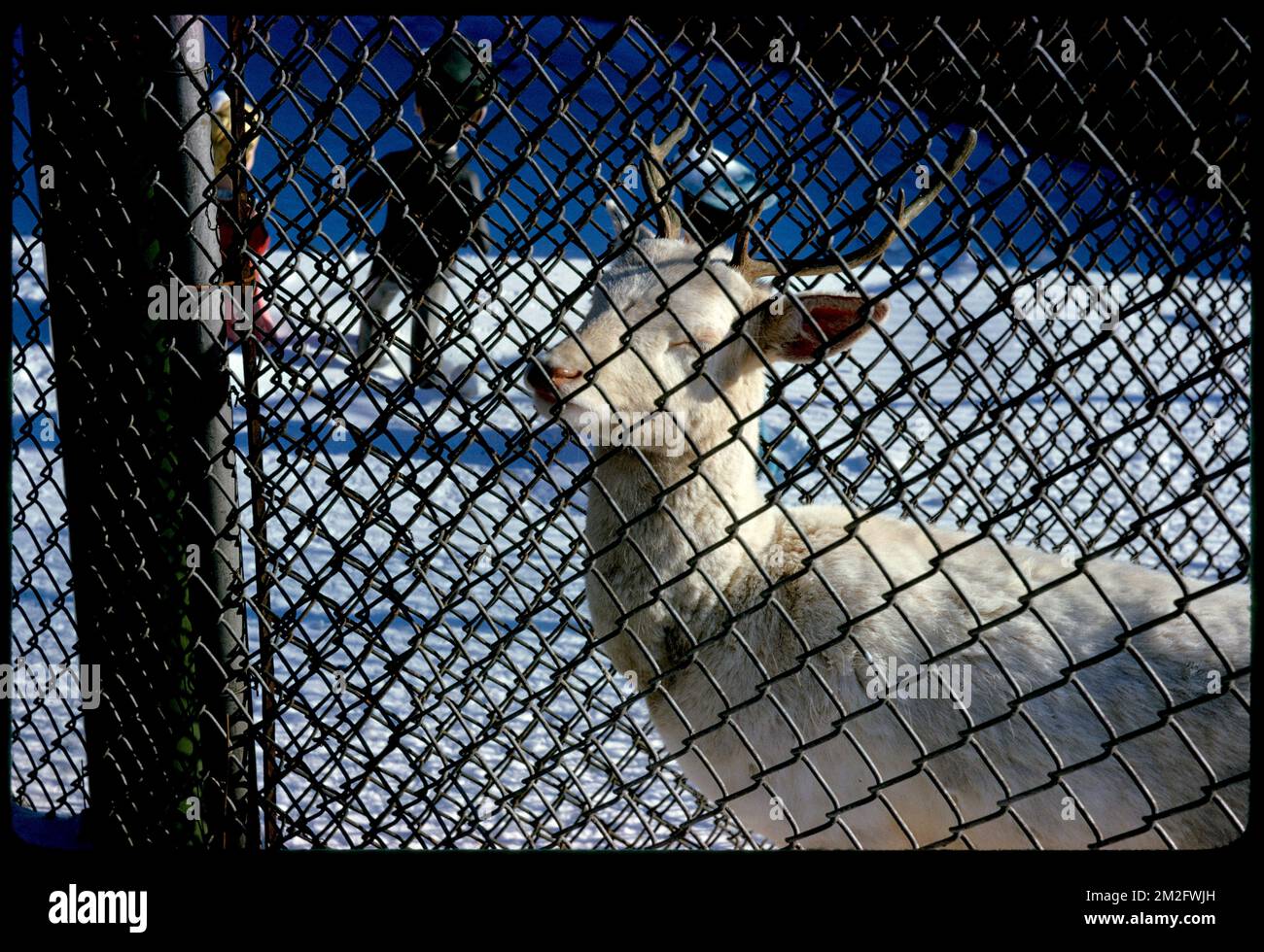 Deer seen through chain link fence, Boston Common , Deer, Fences ...