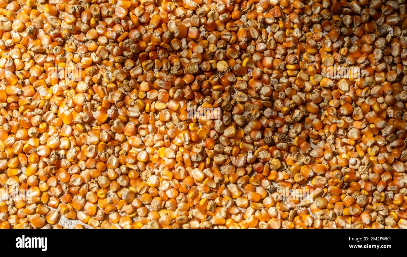 pile of corn kernels as background Stock Photo - Alamy