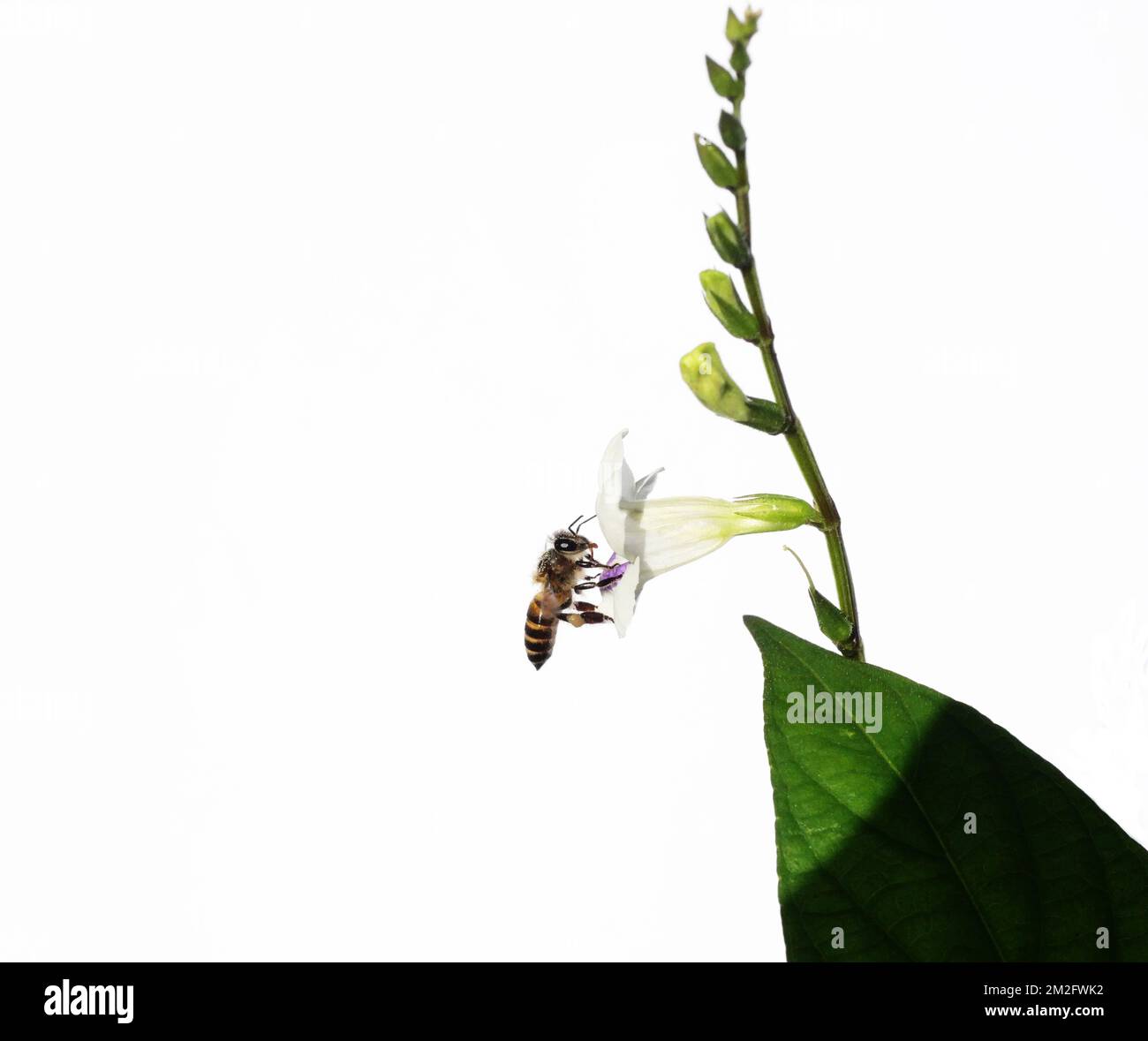 Honey bee seeking nectar on white Chinese violet or coromandel or ...