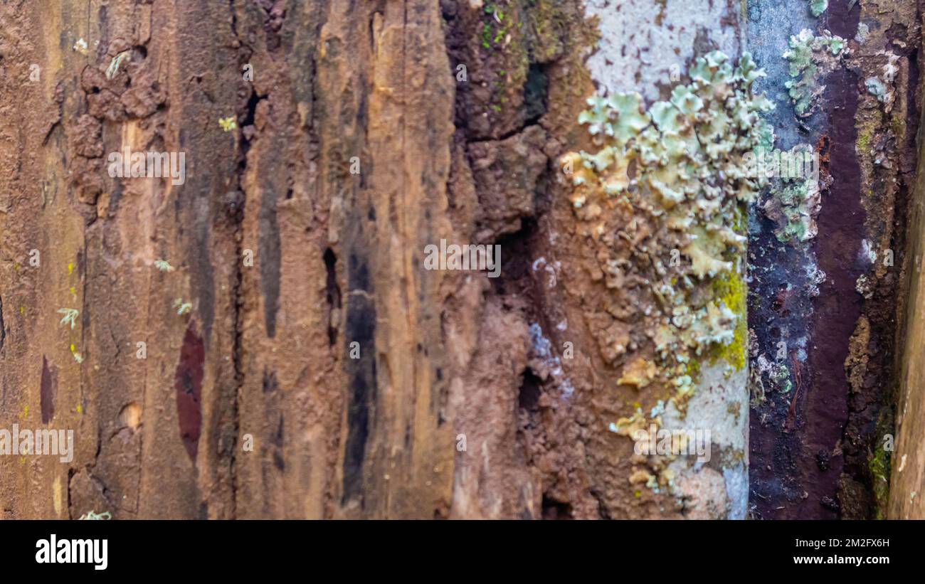 amazing bark texture as background Stock Photo - Alamy