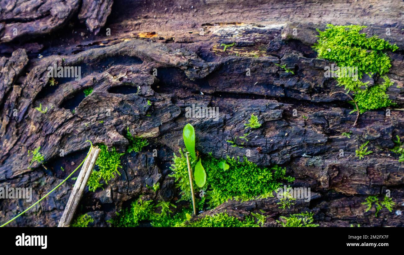 Mossy wood texture as background Stock Photo - Alamy
