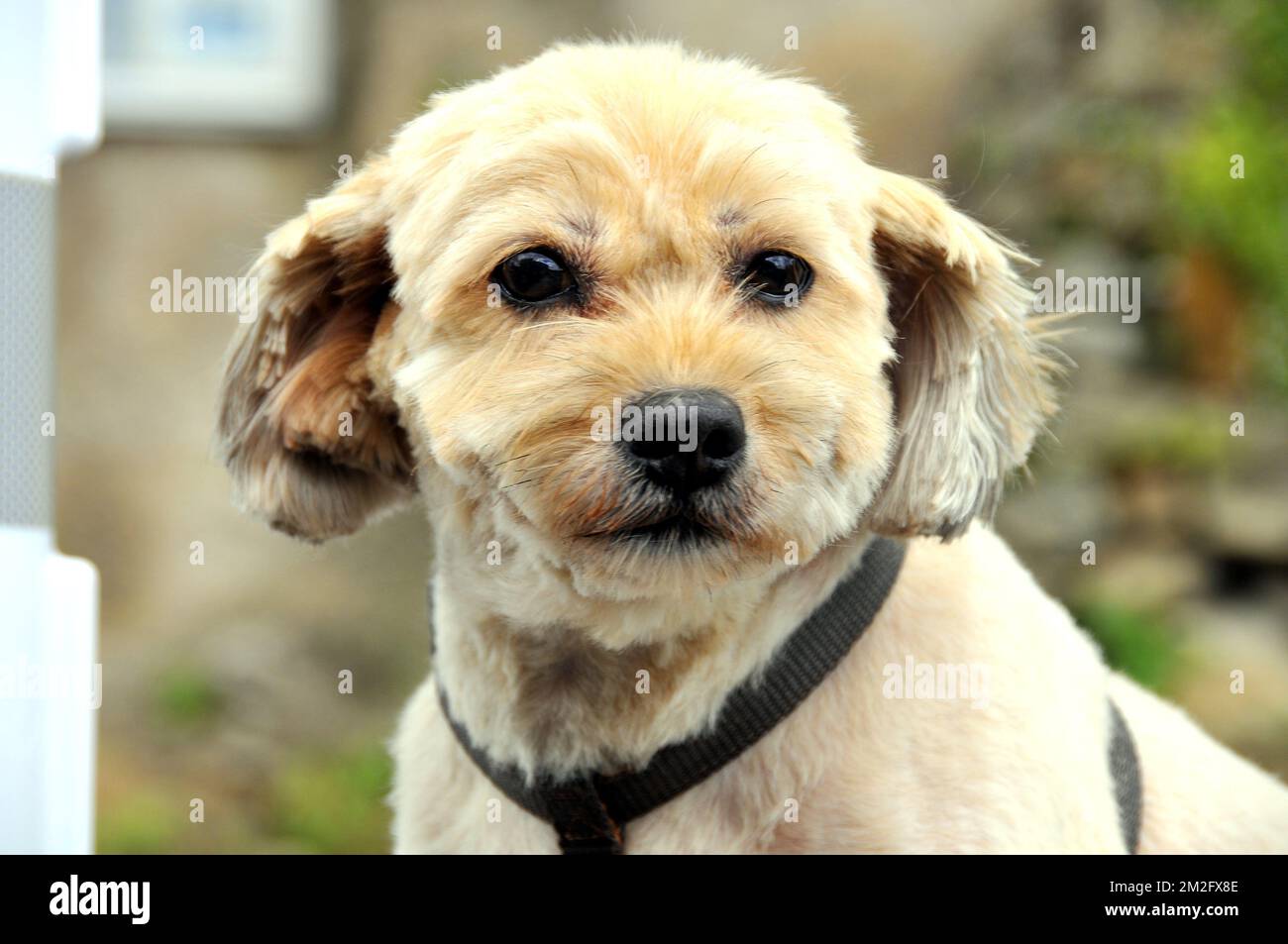 Chien caniche hi-res stock photography and images - Alamy