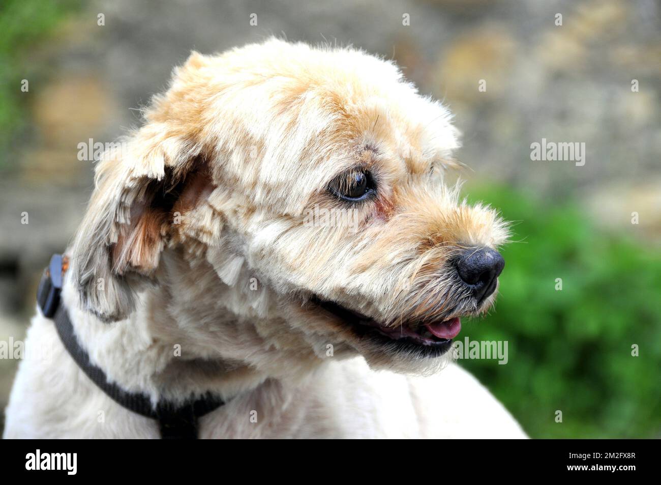 Chien caniche hi-res stock photography and images - Alamy