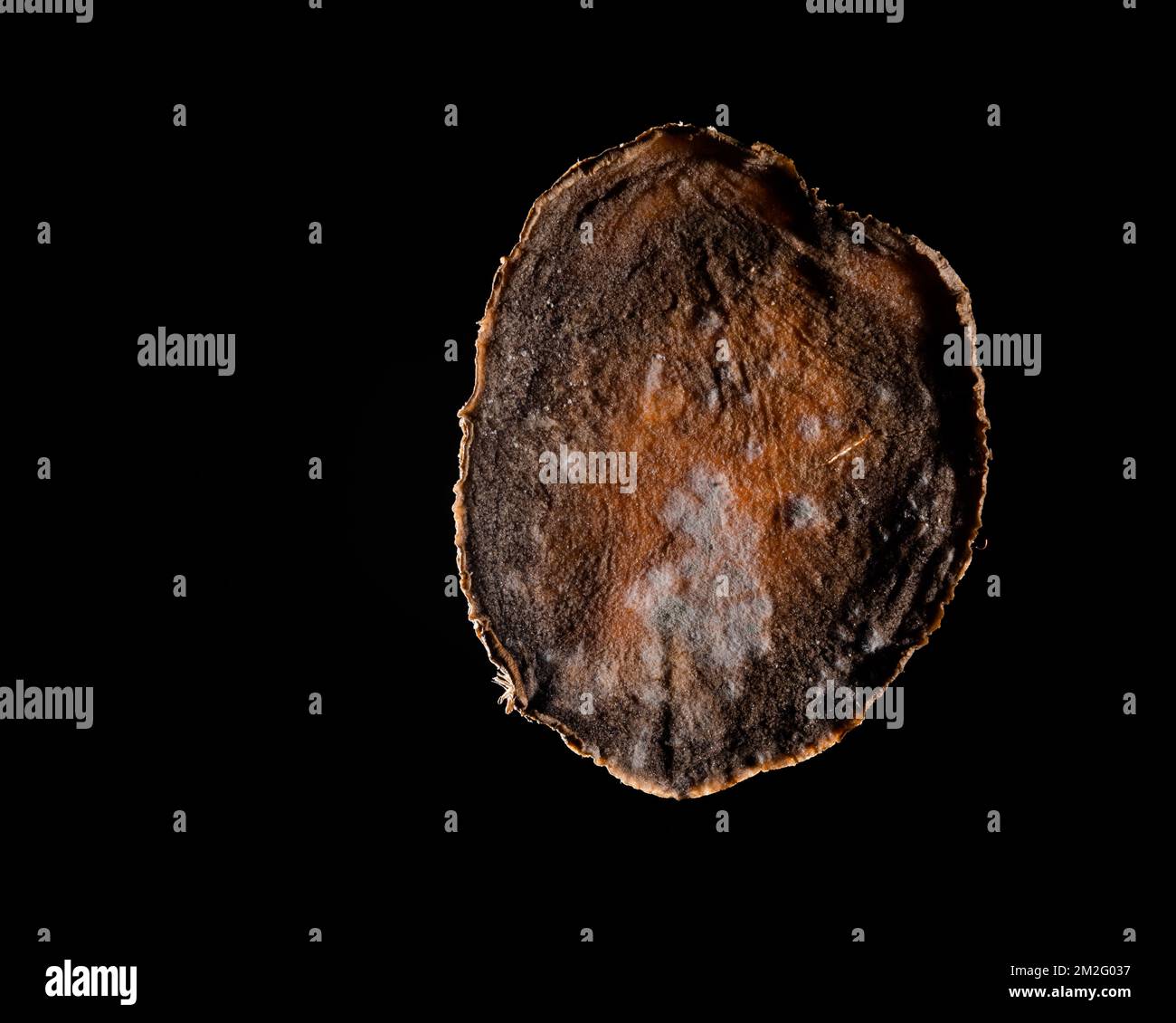 A thin slice of fruit or vegetable photographed against backlight in a ...