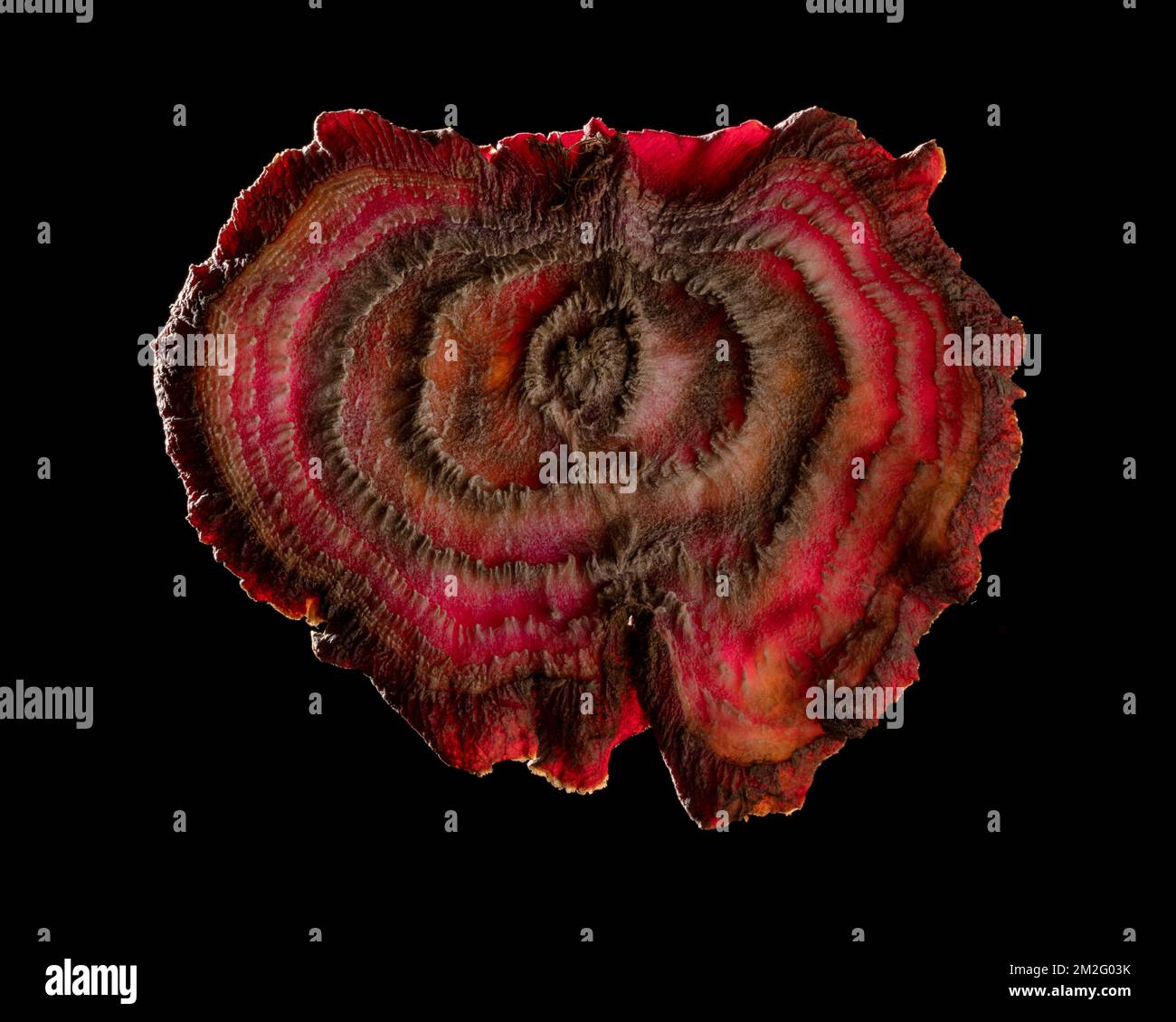 A thin slice of fruit or vegetable photographed against backlight in a ...