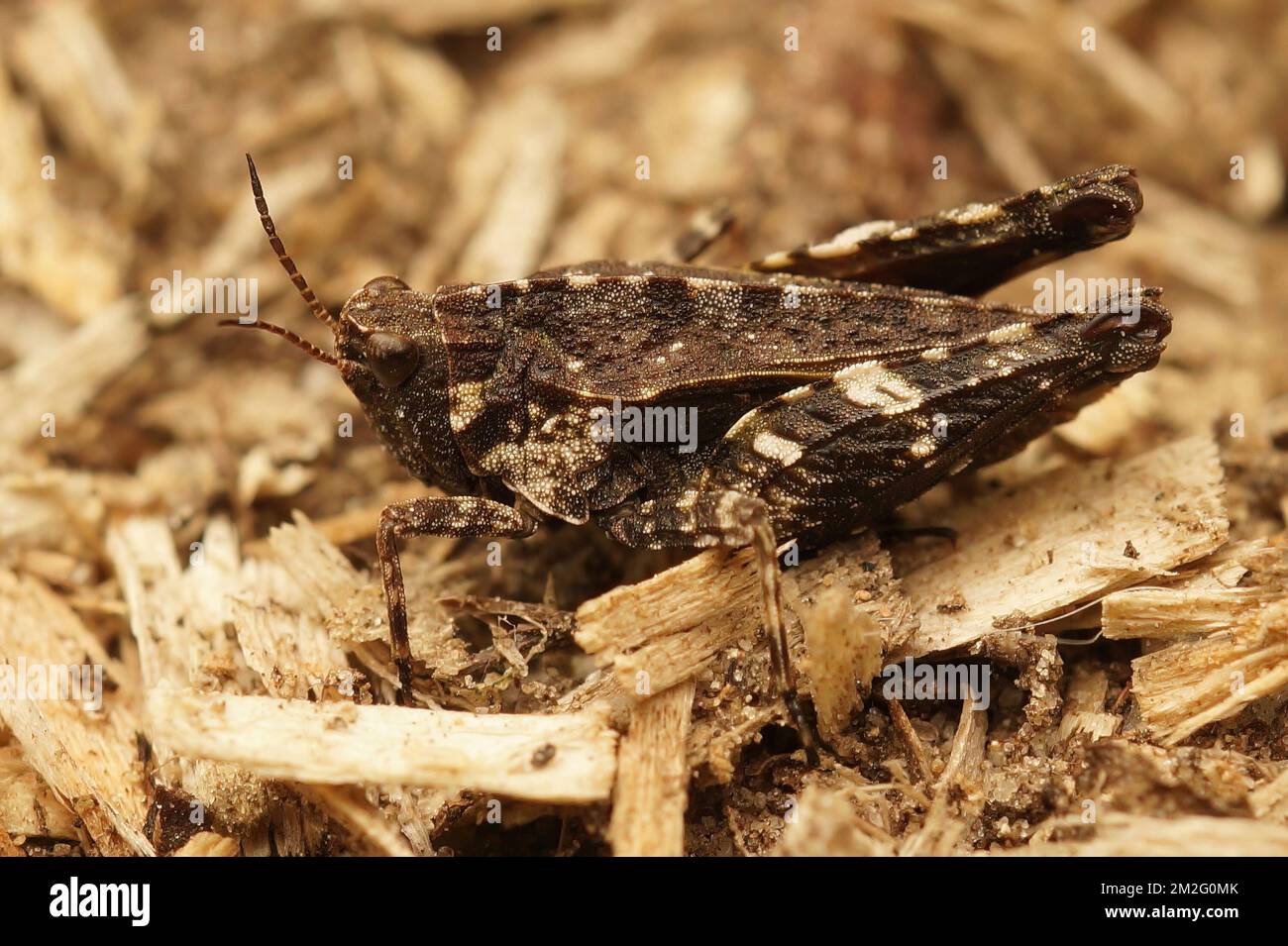 Natural closeup on a brown form of the common ground hopper, Tetrix ...