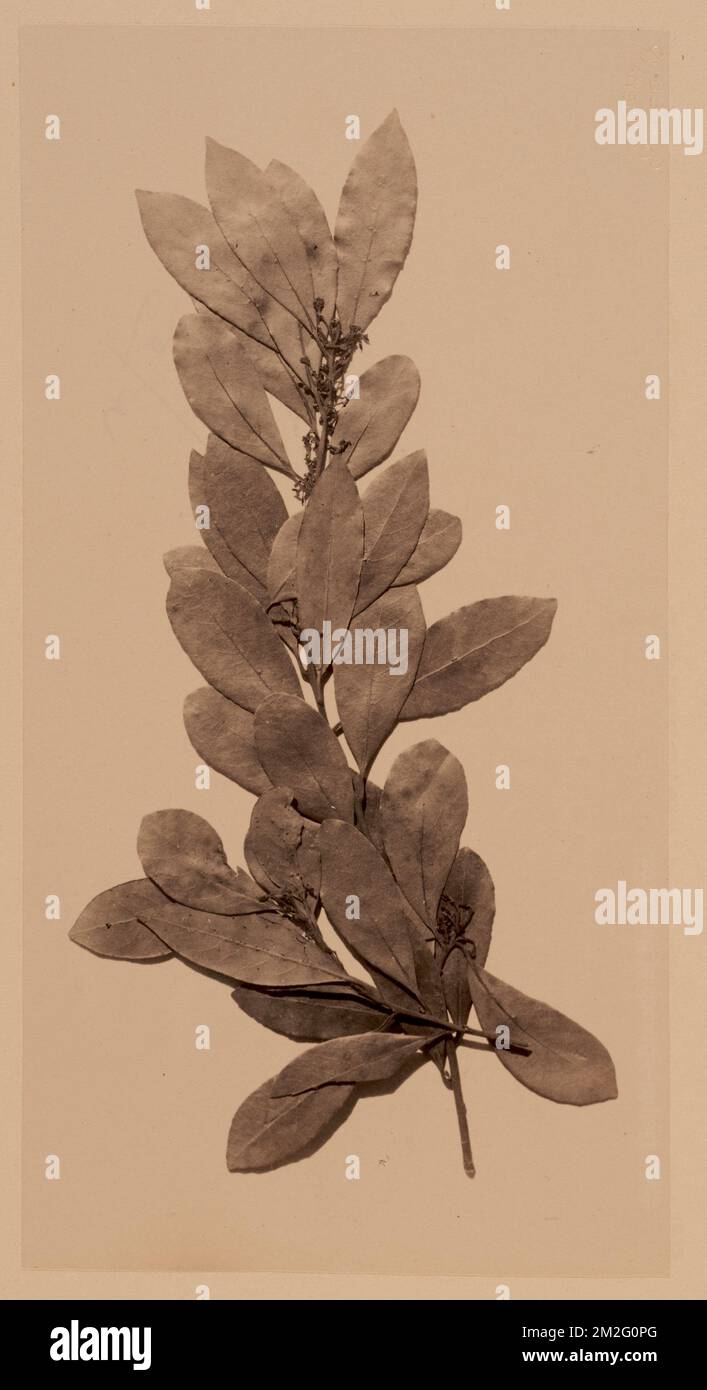 Delphi - branch of bay tree , Leaves. Nicholas Catsimpoolas Collection ...