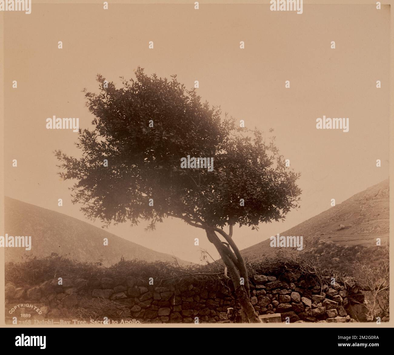 Delphi - bay tree, sacred to Apollo , Greek temples, Archaeological ...