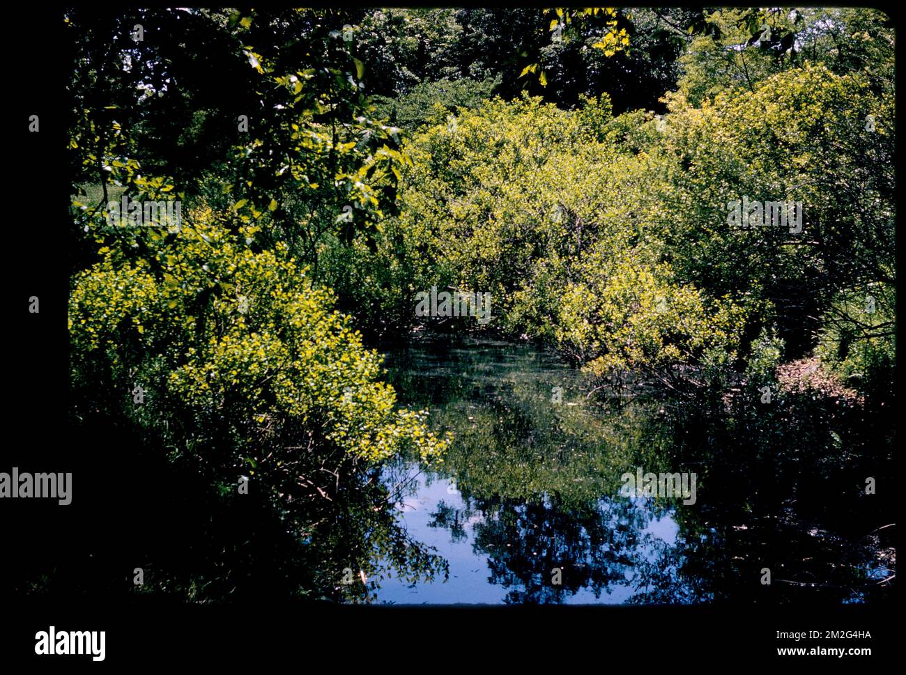 Dense vegetation around pond or river , Bodies of water. Edmund L ...