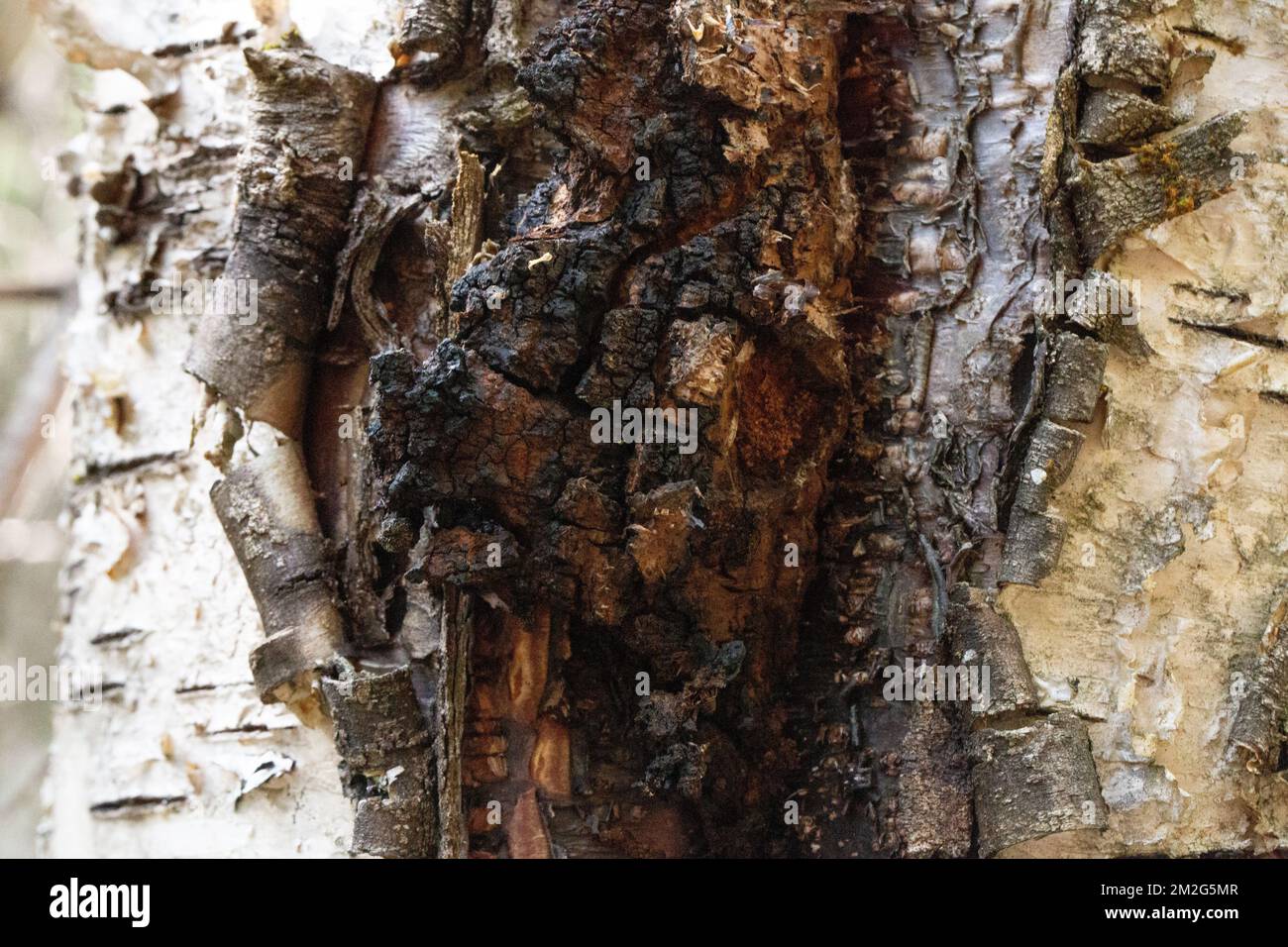 Chaga fungus, Inonotus obliquus, growing on a red birch tree, Betula ...