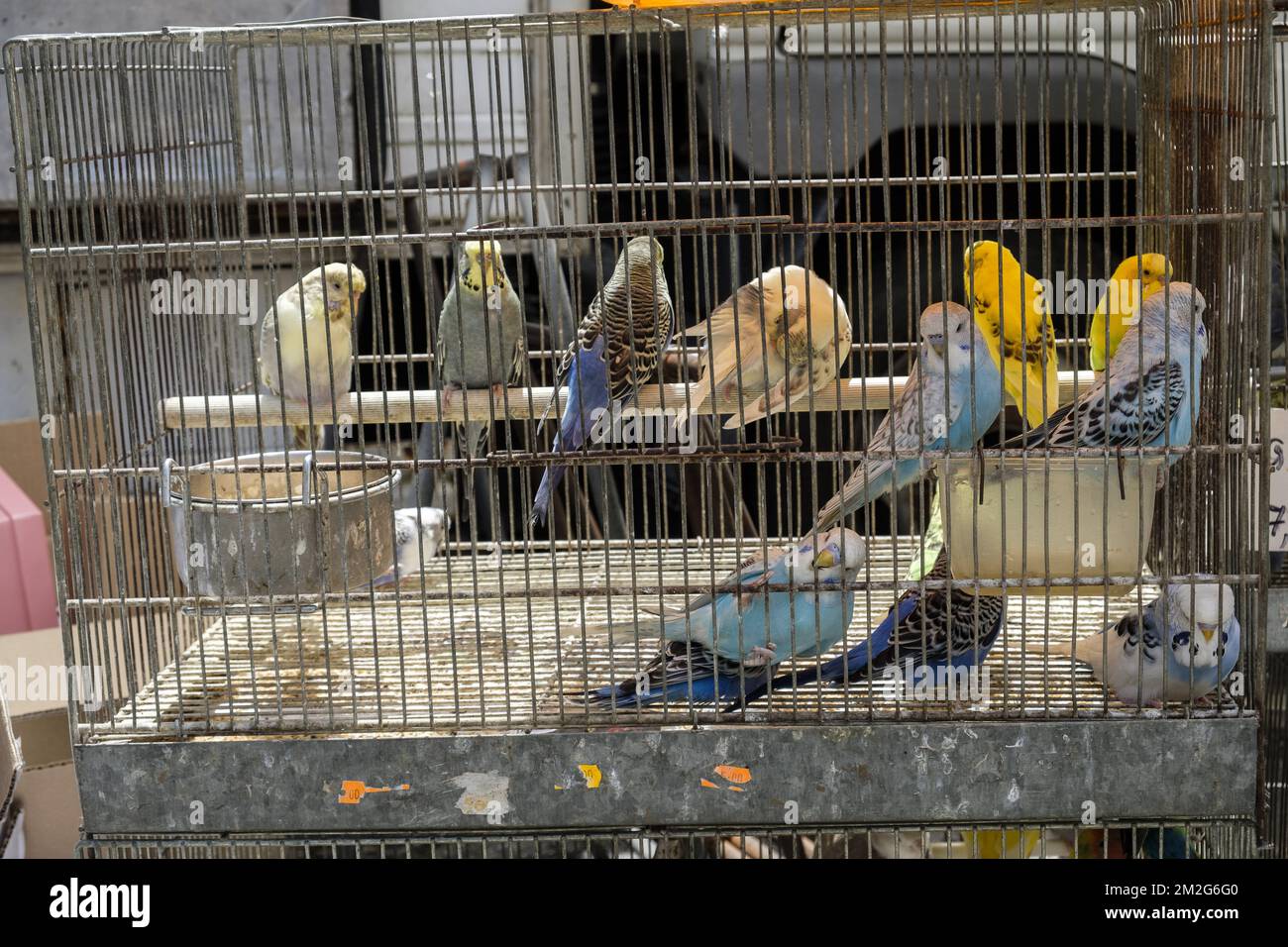 Birds in cage waiting to be sold | Oiseaux en cage attendant d'etre ...