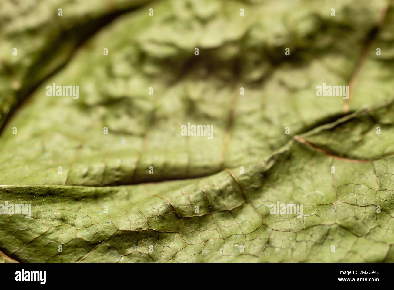 Shallow depth of field macro photography of a wavy dried green leaf ...