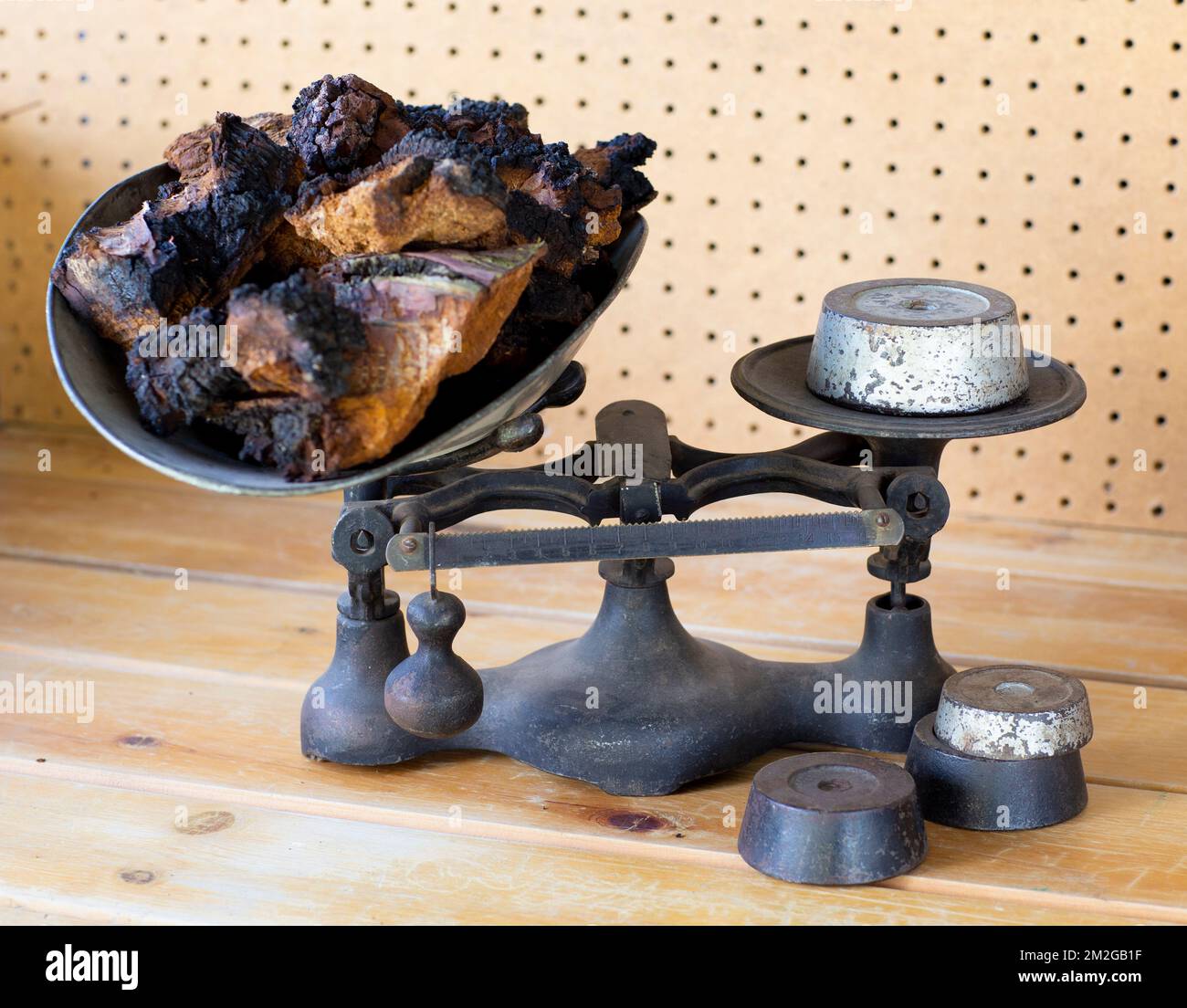 Chuncks of chaga fungus, Inonotus obliquus, being weighed on a scale ...