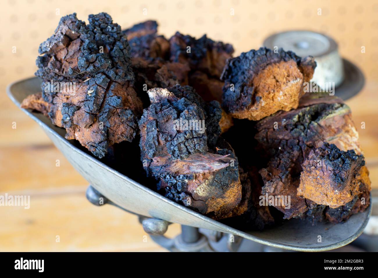 Chuncks of chaga fungus, Inonotus obliquus, being weighed on a scale ...
