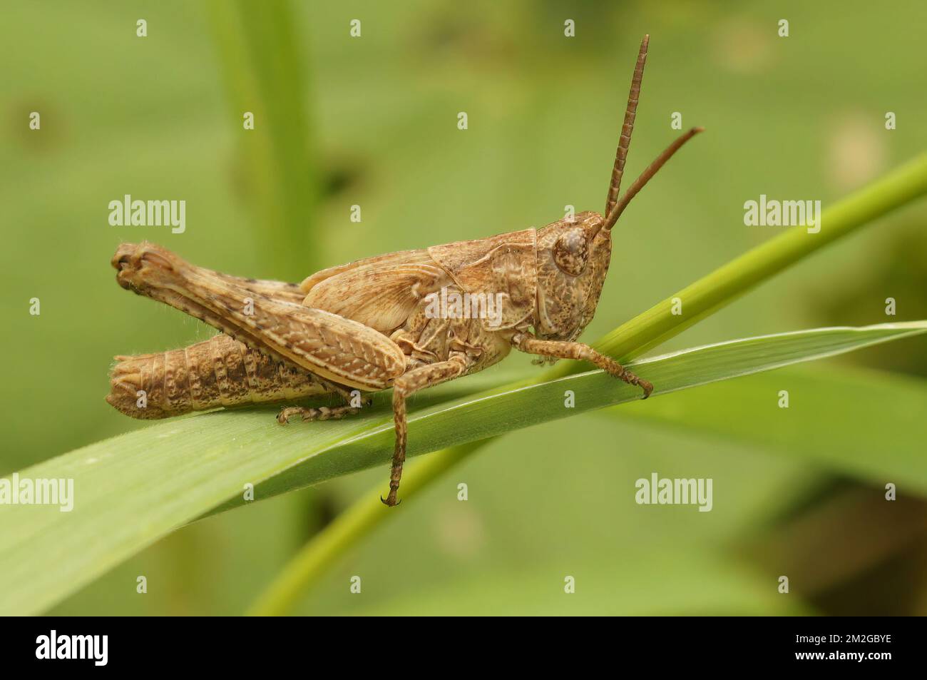 Natural closeup on an adult European Bow-winged grasshopper ...
