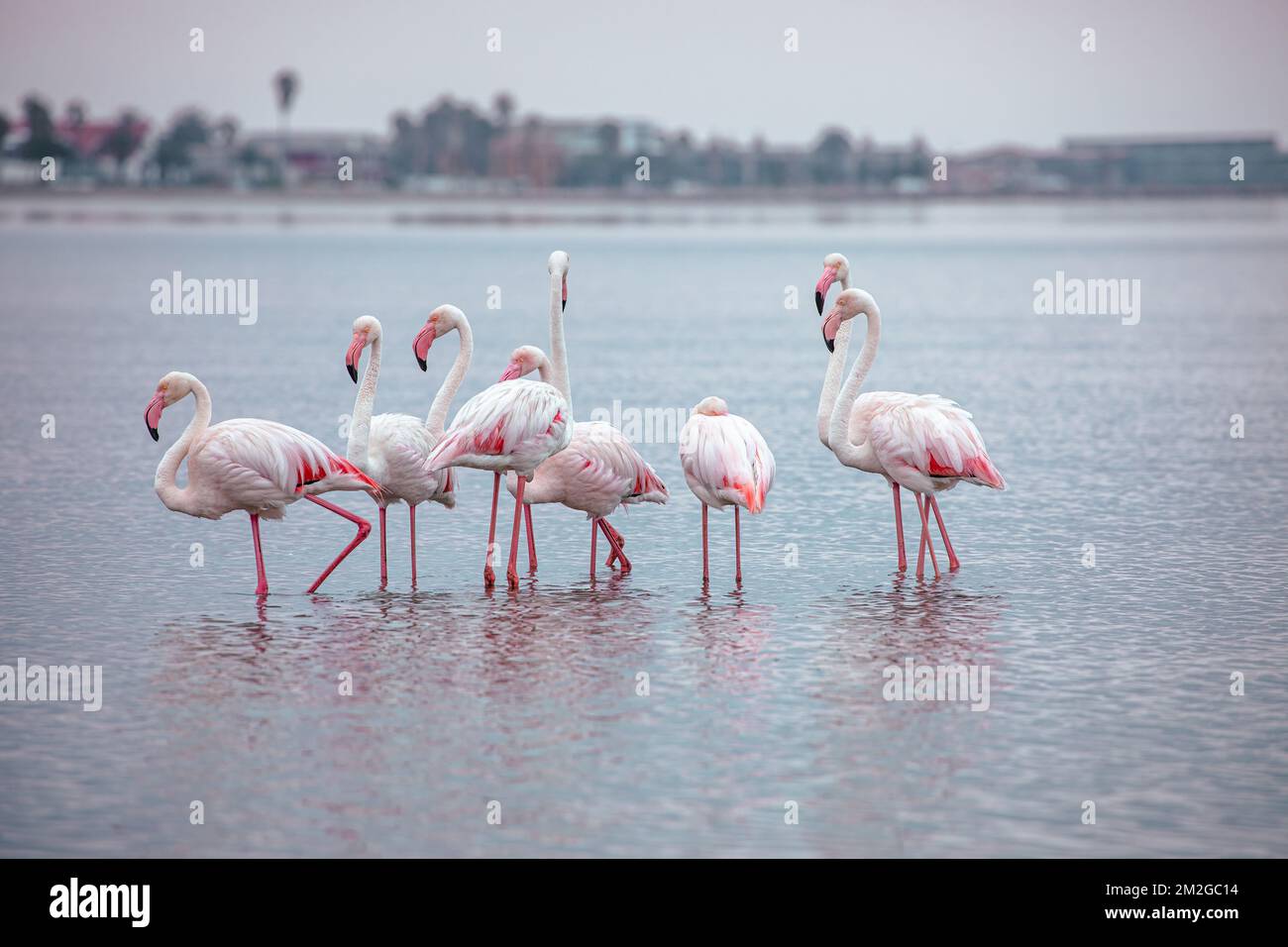 Namibia Flamingos. Group of Pink Flamingos Birds near Walvis Bay, the ...
