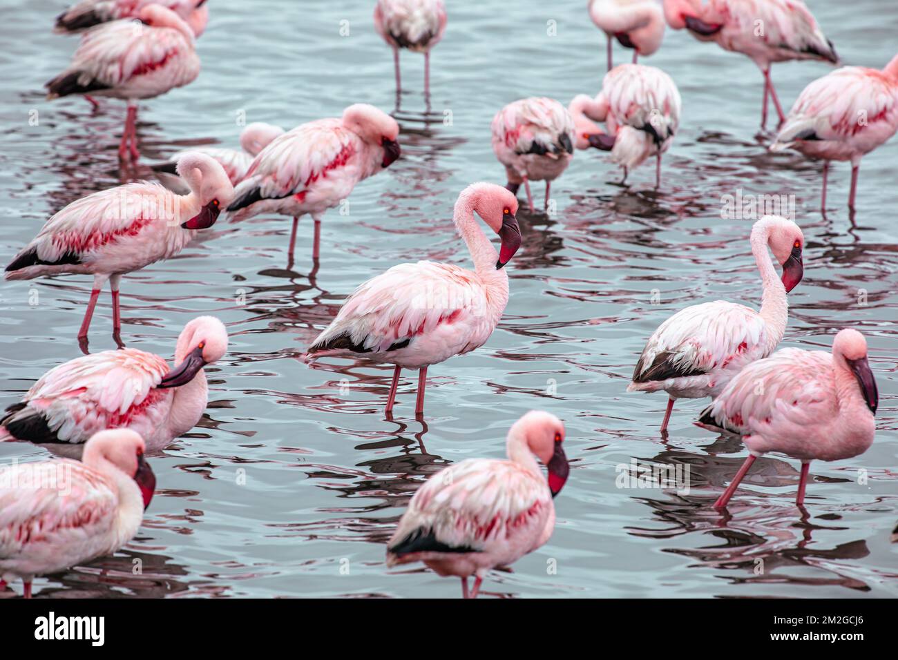 Namibia Flamingos. Group of Pink Flamingos Birds near Walvis Bay, the ...