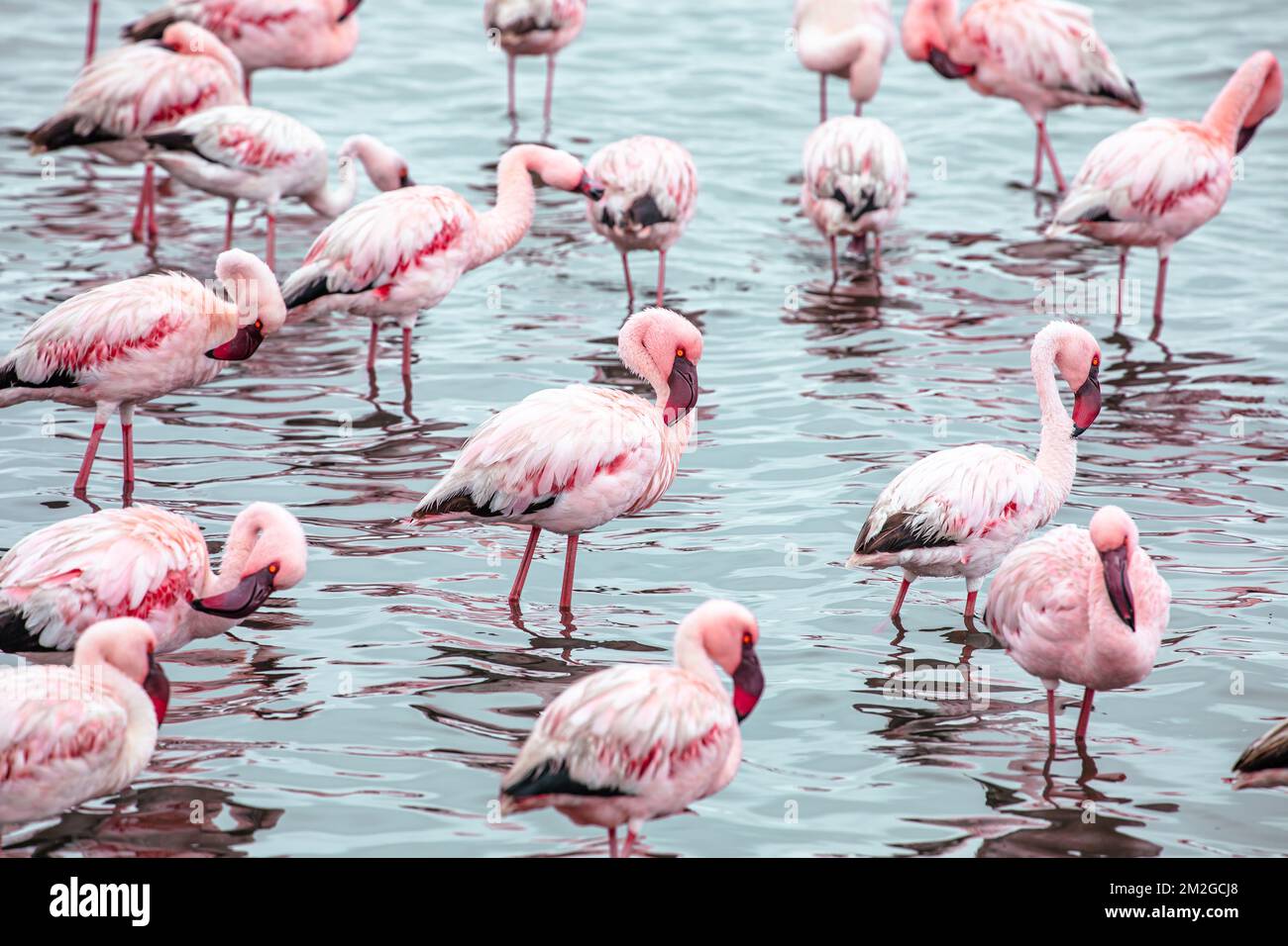 Namibia Flamingos. Group of Pink Flamingos Birds near Walvis Bay, the ...