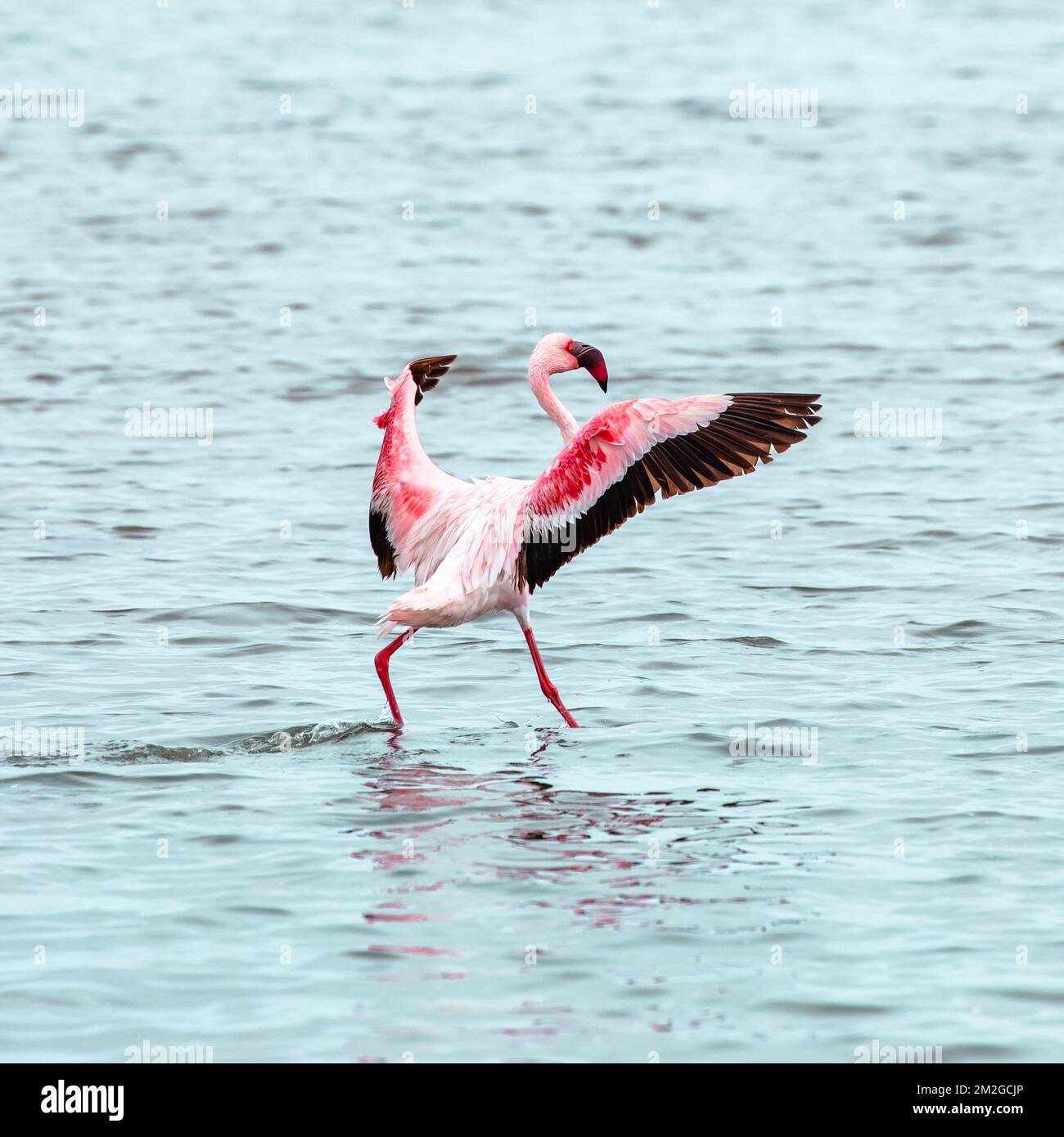 Namibia Flamingos. Group of Pink Flamingos Birds near Walvis Bay, the ...