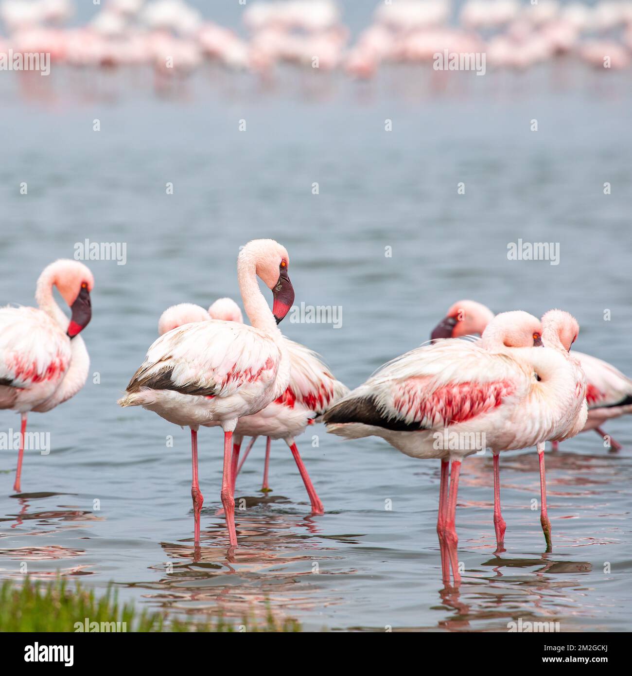 Namibia Flamingos. Group of Pink Flamingos Birds near Walvis Bay, the ...