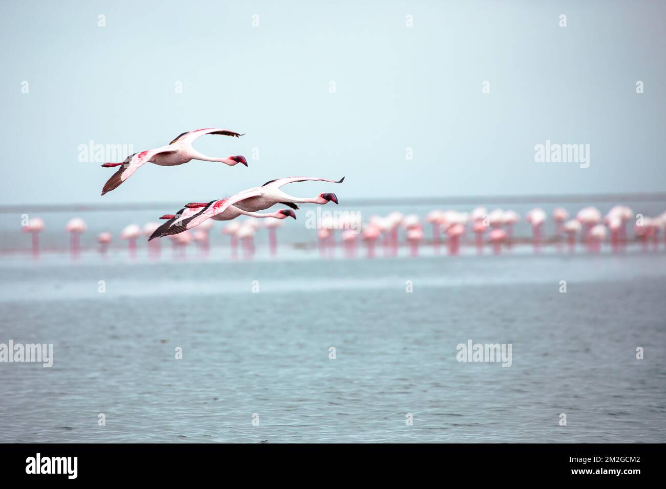 Namibia Flamingos. Group of Pink Flamingos Birds near Walvis Bay, the ...