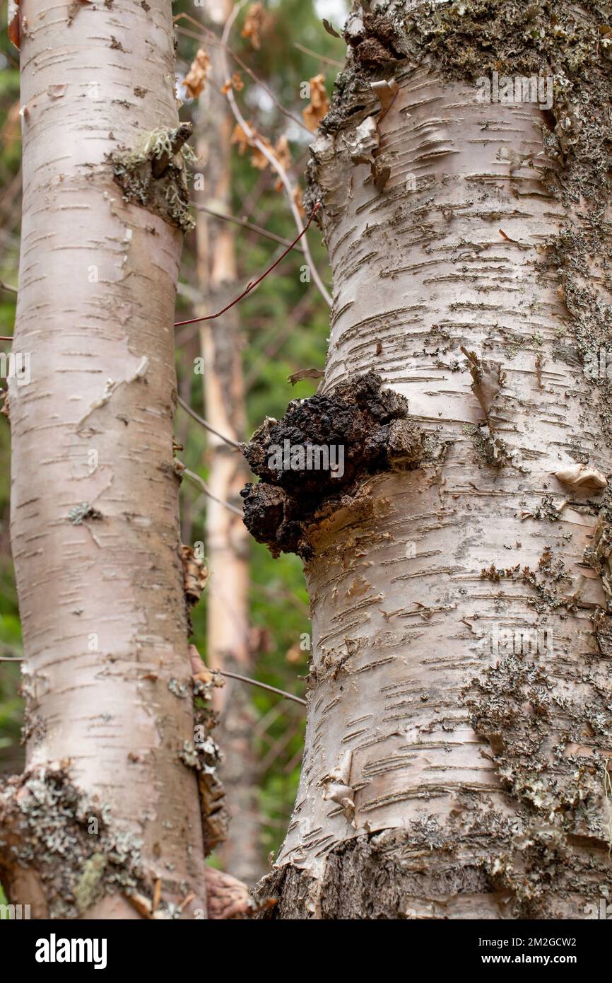 Chaga fungus, Inonotus obliquus, growing on a red birch tree, Betula ...