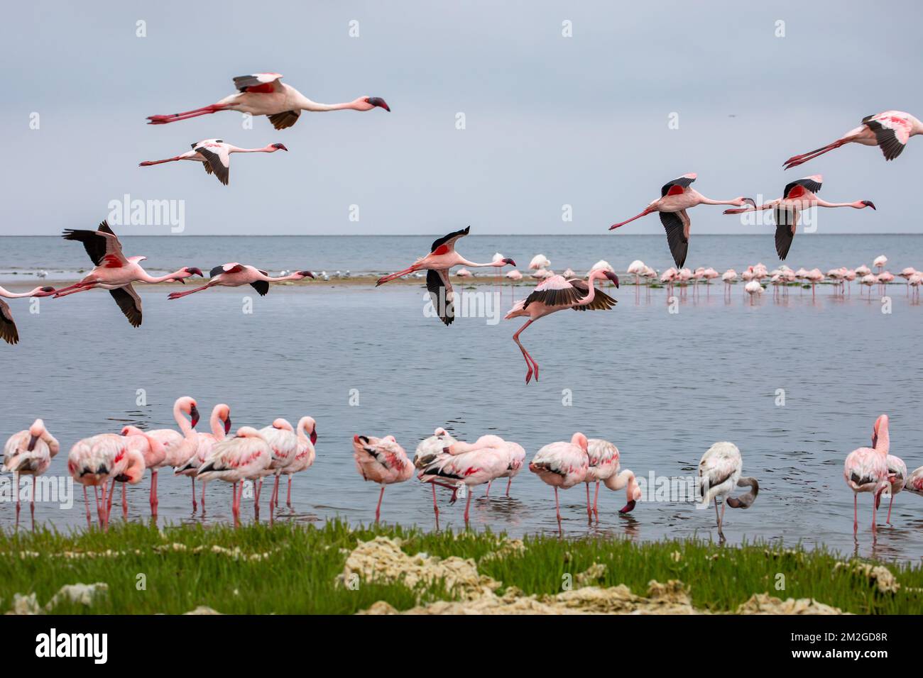 Namibia Flamingos. Group of Pink Flamingos Birds near Walvis Bay, the ...