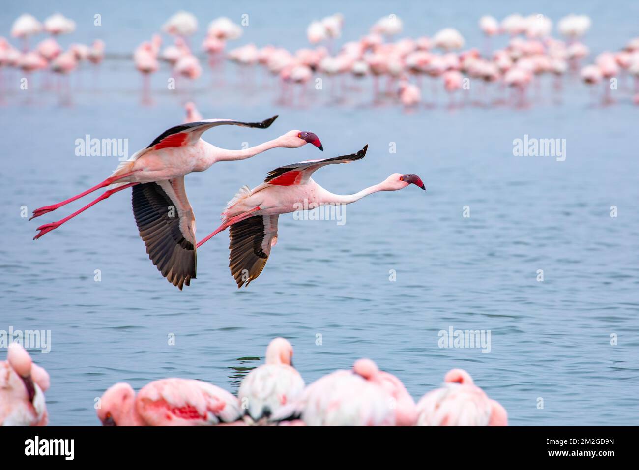Namibia Flamingos. Group of Pink Flamingos Birds near Walvis Bay, the ...