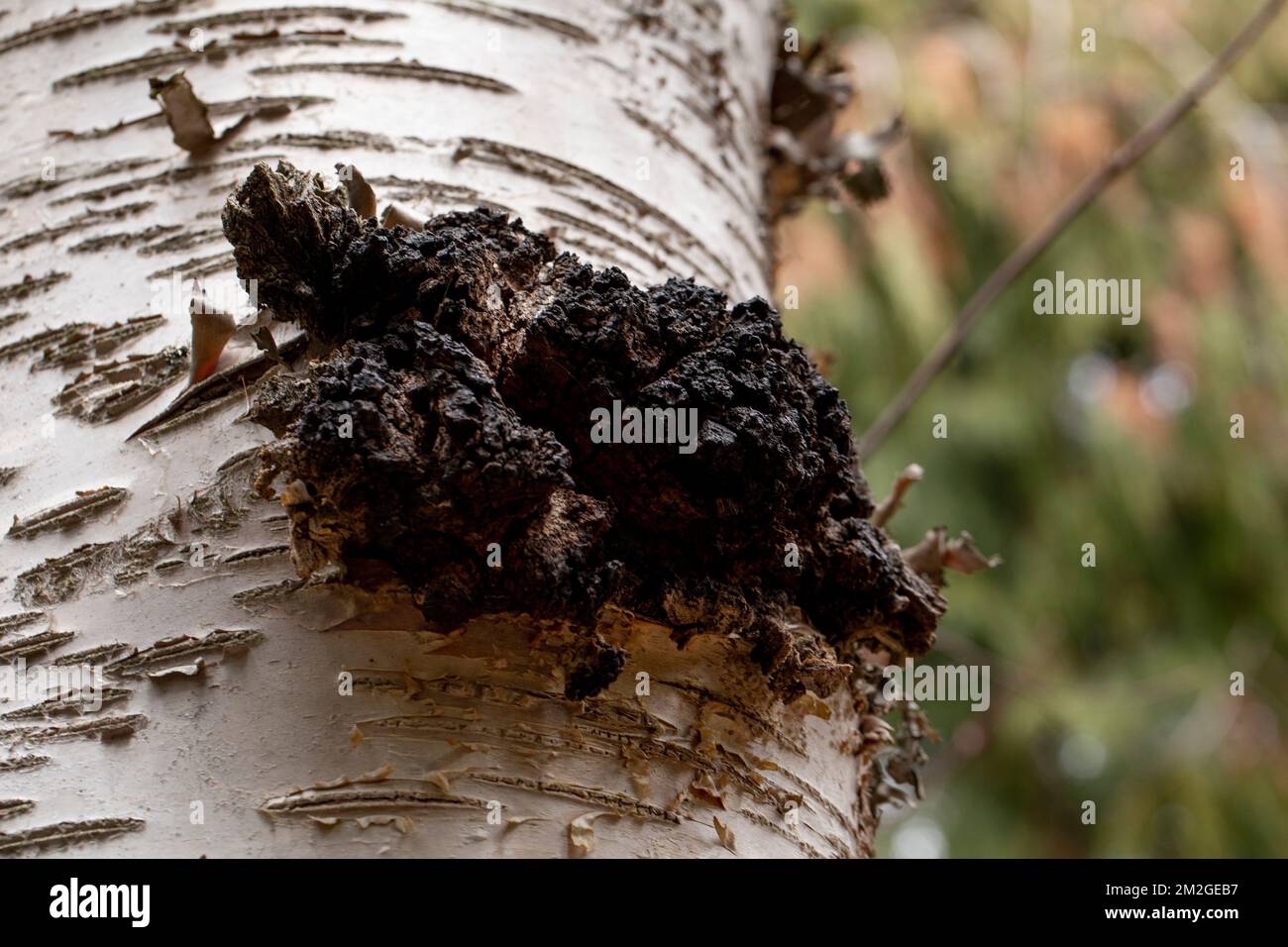 Chaga fungus, Inonotus obliquus, growing on the trunk of a red birch ...