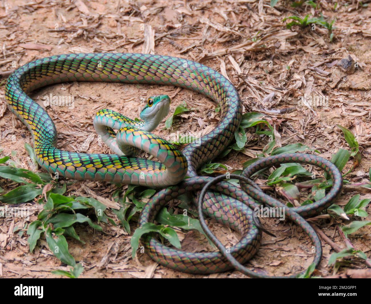 The green Mexican parrot snake (Leptophis mexicanus) on the dry ground ...