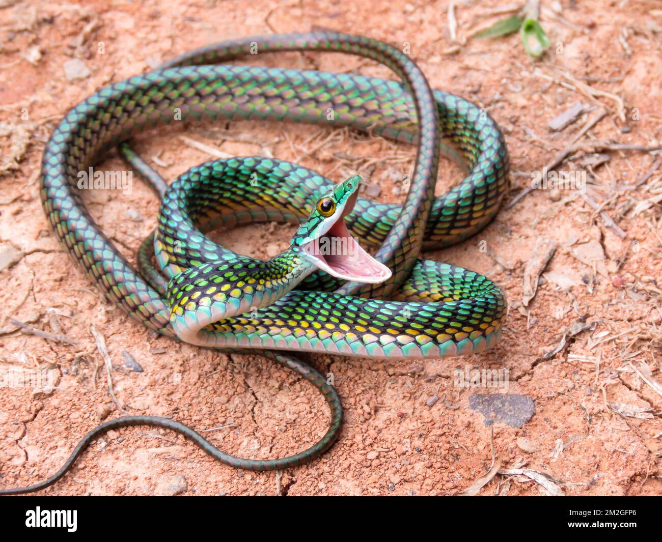 The green Mexican parrot snake (Leptophis mexicanus) with an open mouth ...