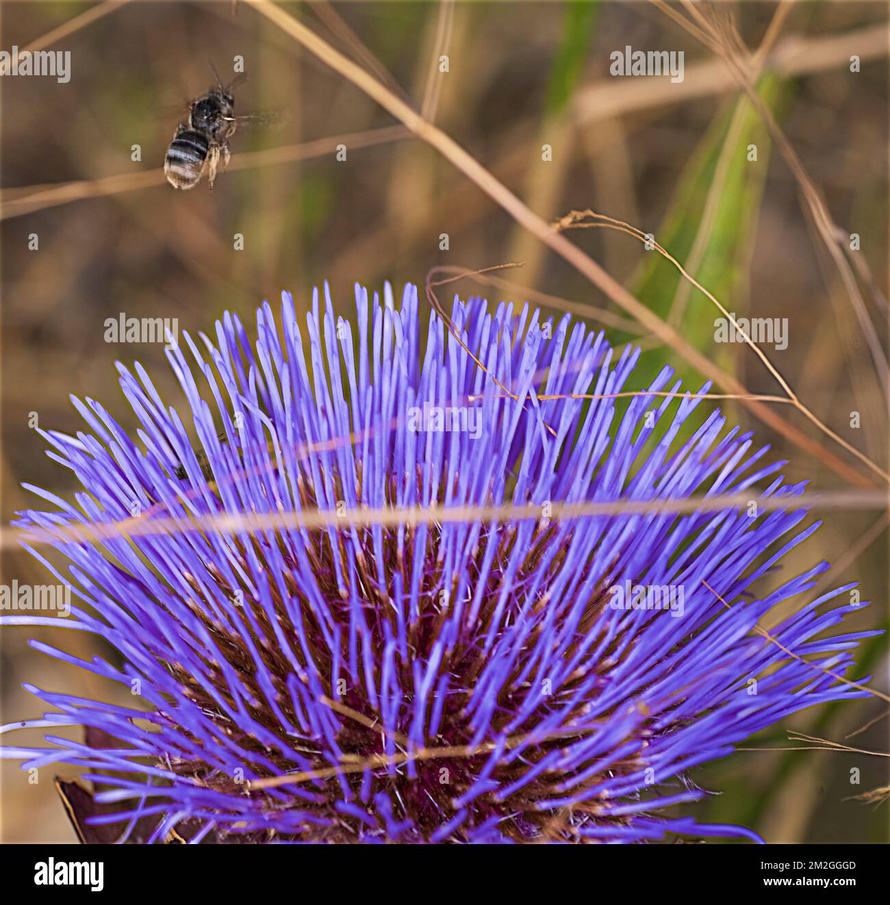 Bee and thistle | Abeille et chardon 04/07/2018 Stock Photo - Alamy