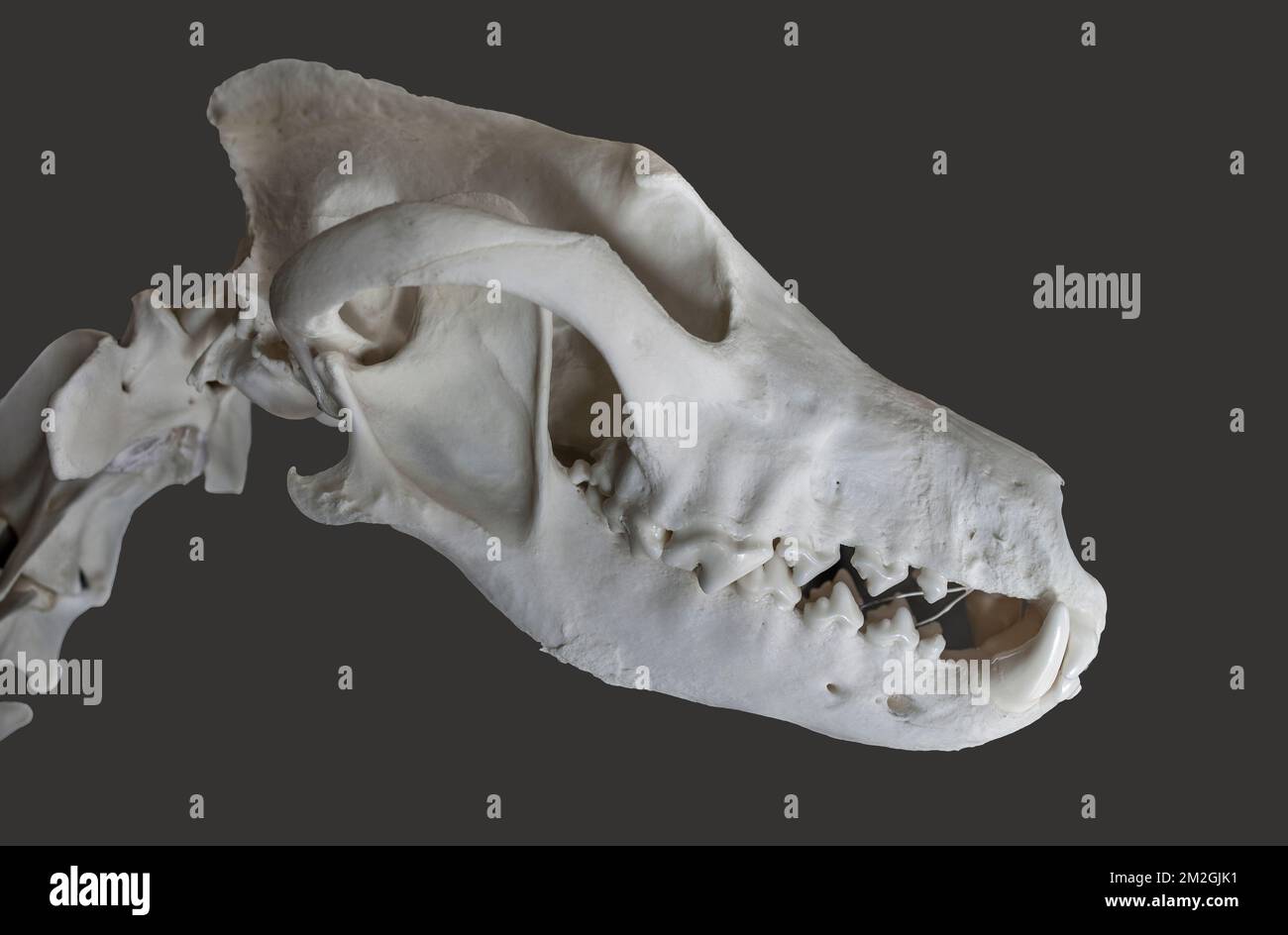 Iberian wolf skull and neck, also named canis lupus signatus. Isolated over black background ...
