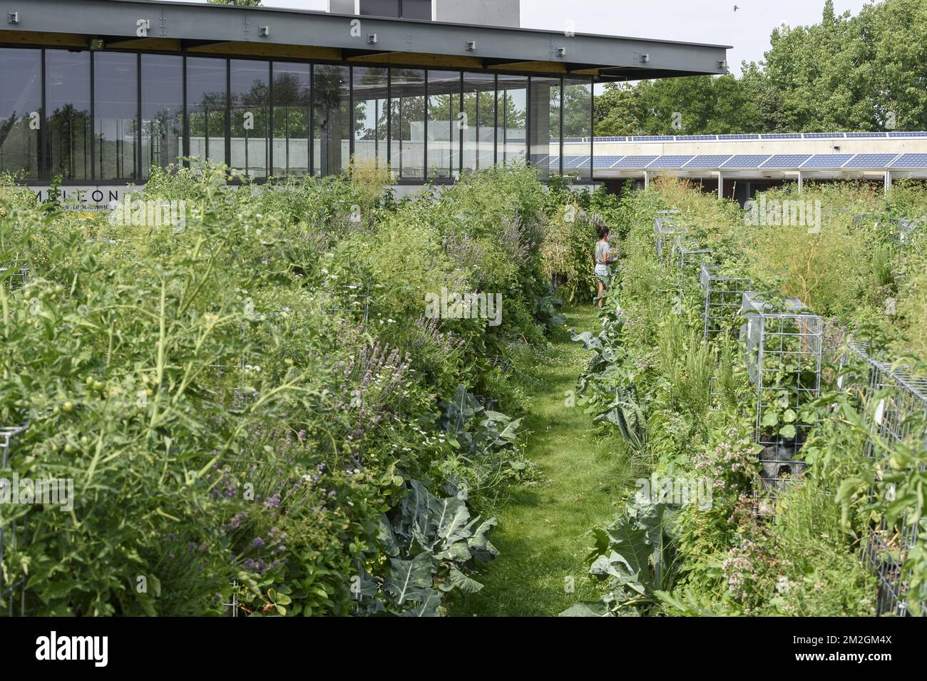 Open air culture on a roof - Harvesting of vegetables in an urban farm ...