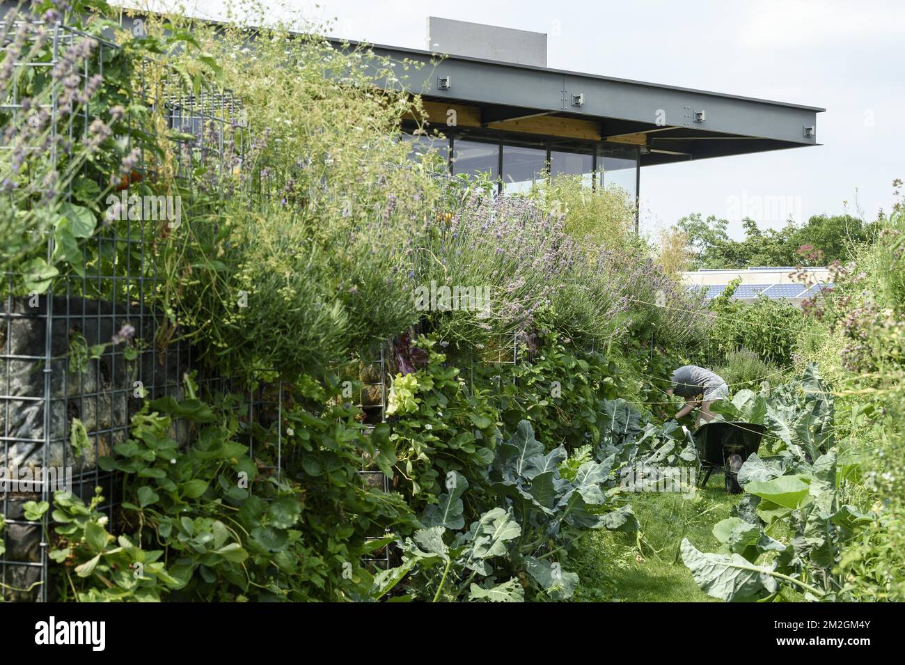 Open air culture on a roof - Harvesting of vegetables in an urban farm ...