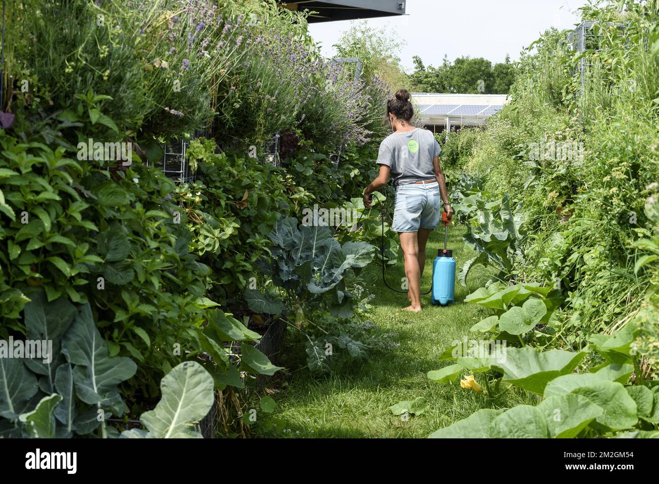 Open air culture on a roof - Harvesting of vegetables in an urban farm ...