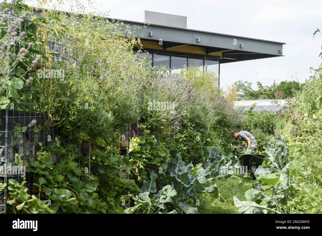 Open air culture on a roof - Harvesting of vegetables in an urban farm ...