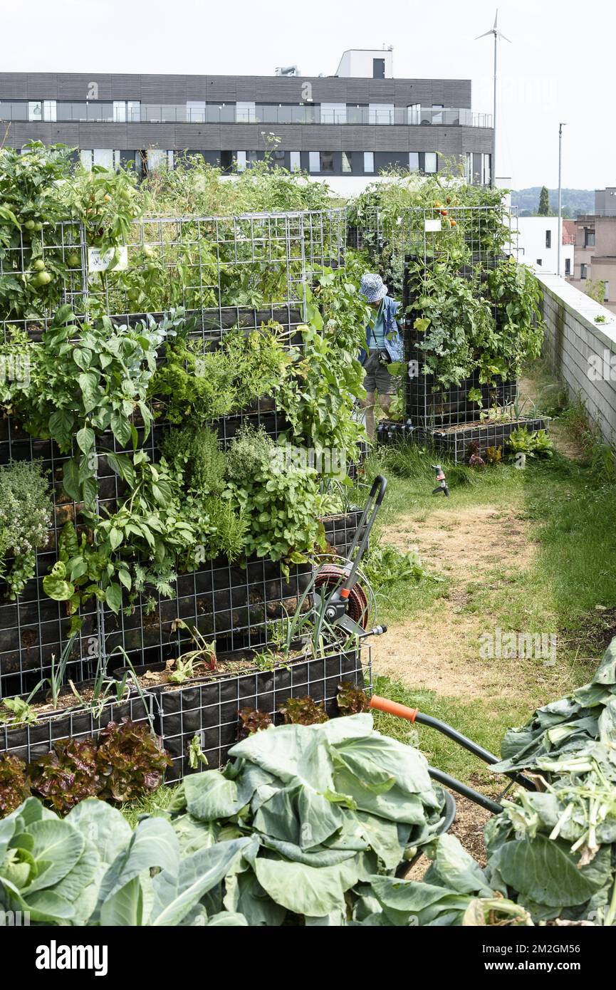 Open air culture on a roof - Harvesting of vegetables in an urban farm ...