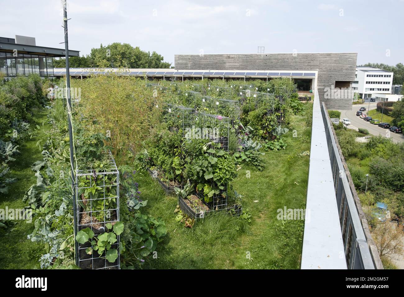 Open air culture on a roof - Harvesting of vegetables in an urban farm ...