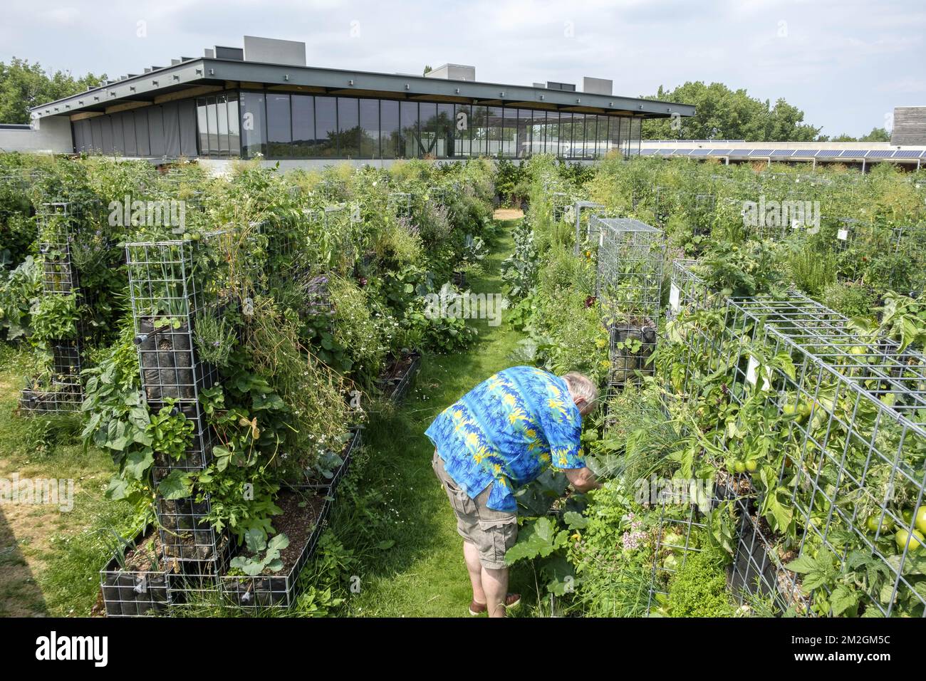 Open air culture on a roof - Harvesting of vegetables in an urban farm ...