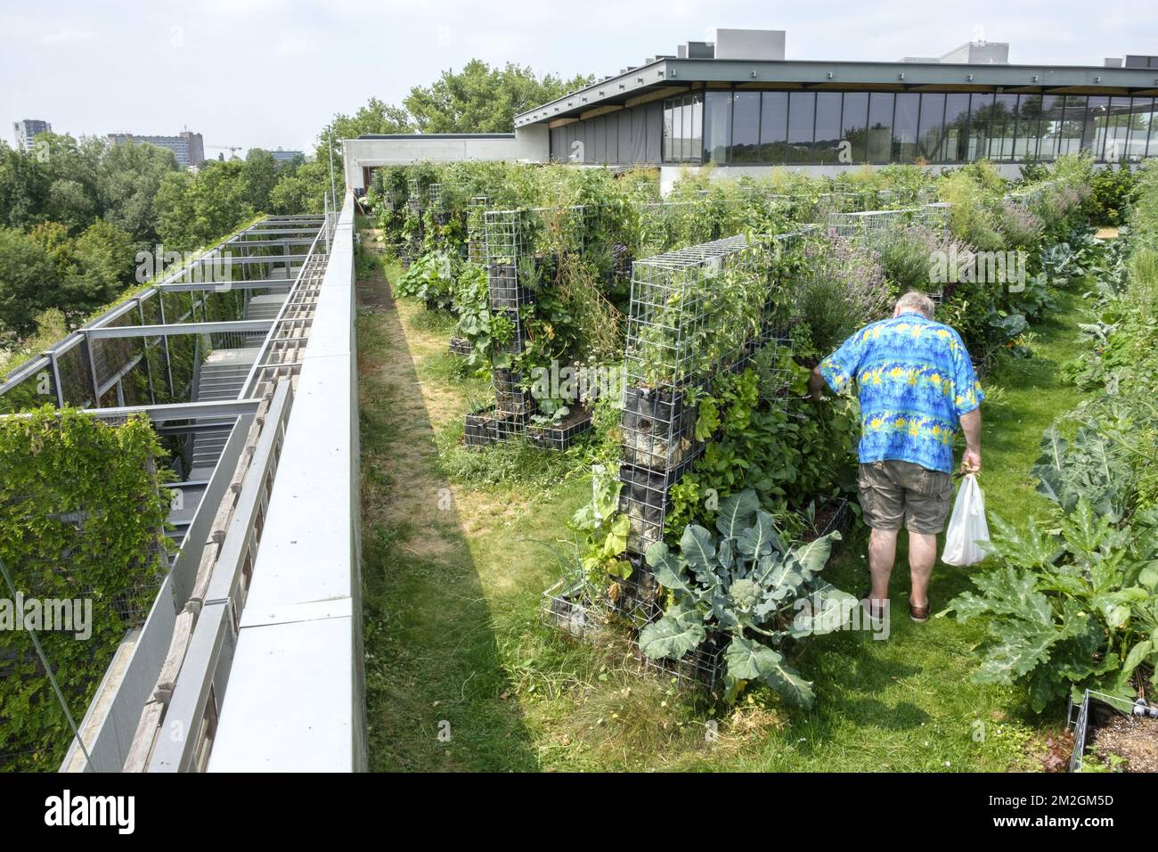 Open air culture on a roof - Harvesting of vegetables in an urban farm ...