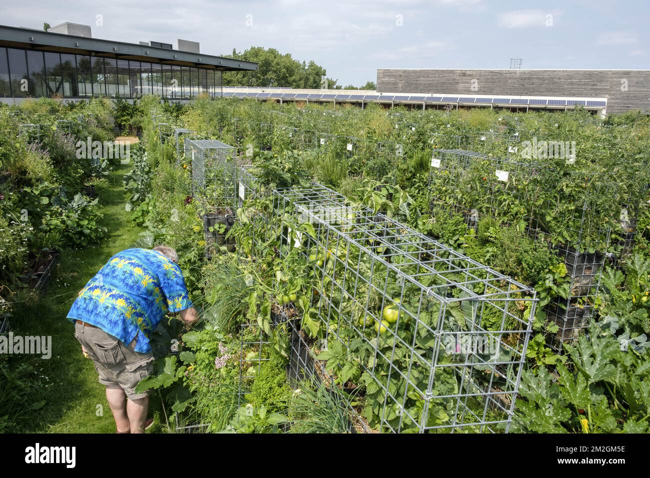 Open air culture on a roof - Harvesting of vegetables in an urban farm ...