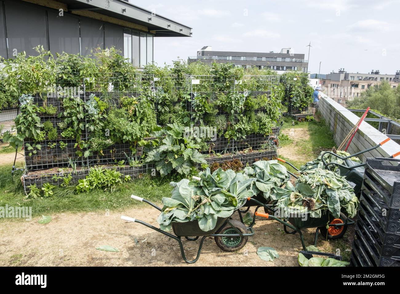Open air culture on a roof - Harvesting of vegetables in an urban farm ...