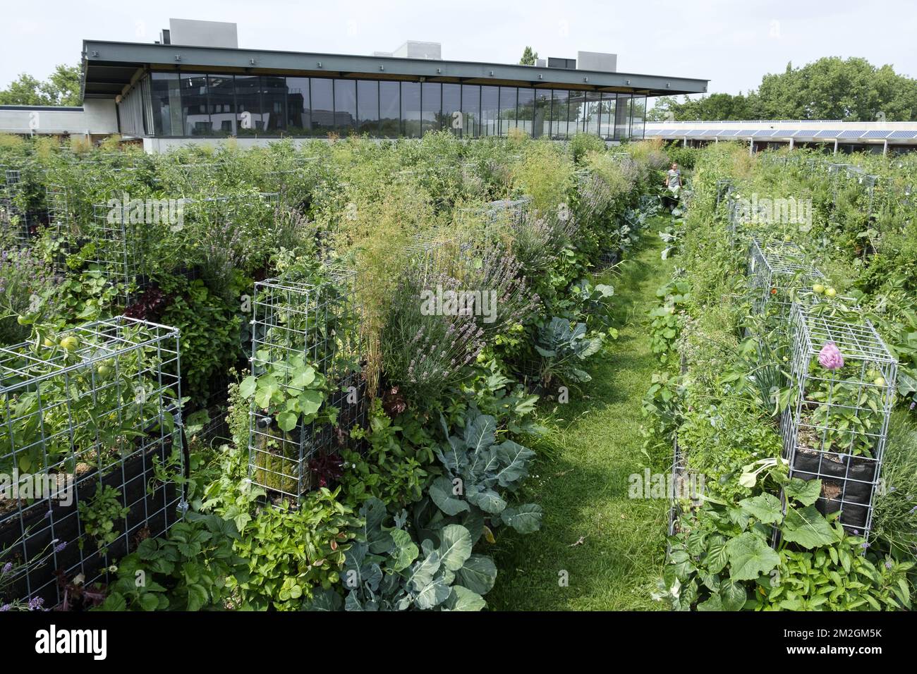 Open air culture on a roof - Harvesting of vegetables in an urban farm ...