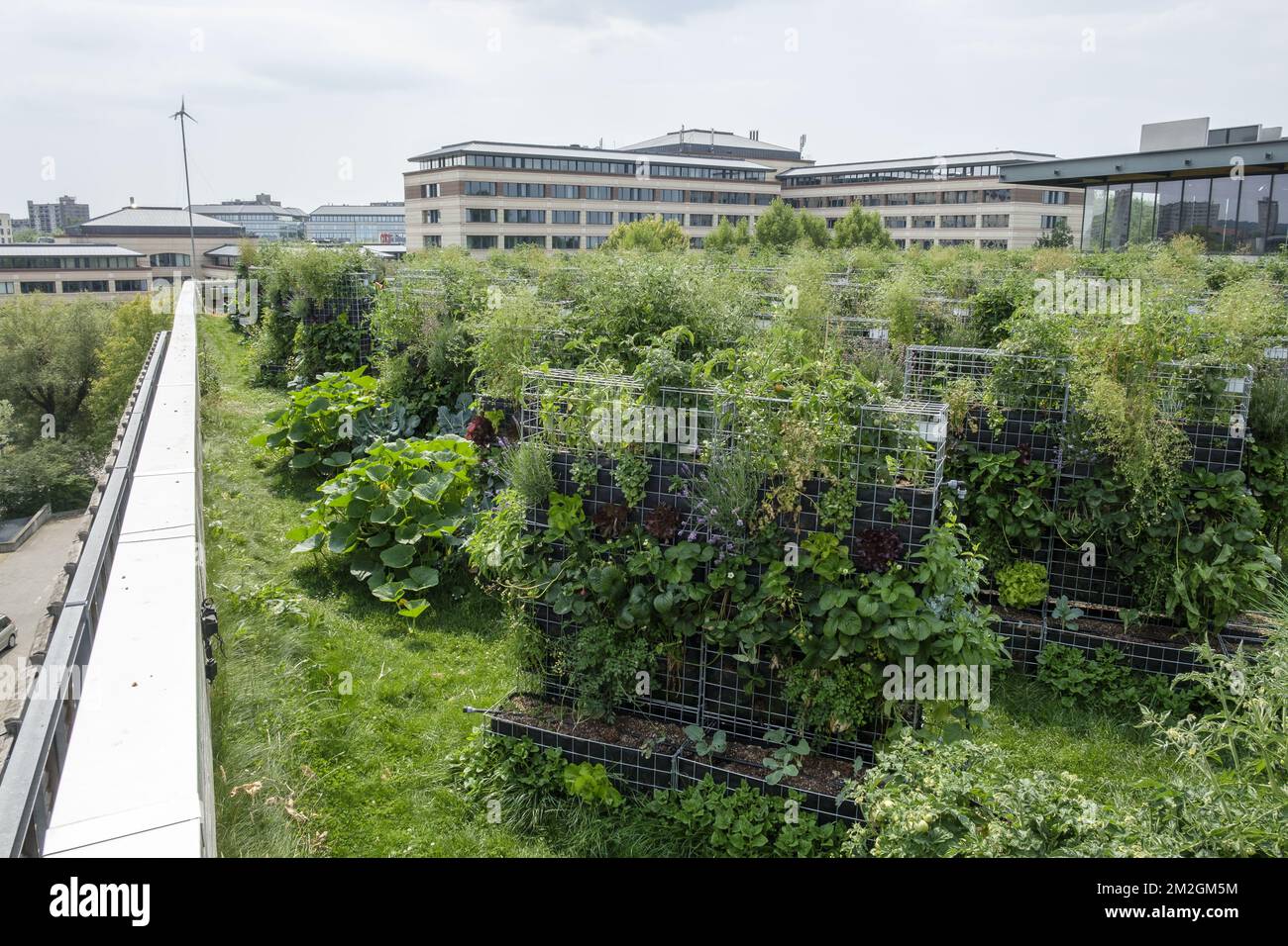 Open air culture on a roof - Harvesting of vegetables in an urban farm ...
