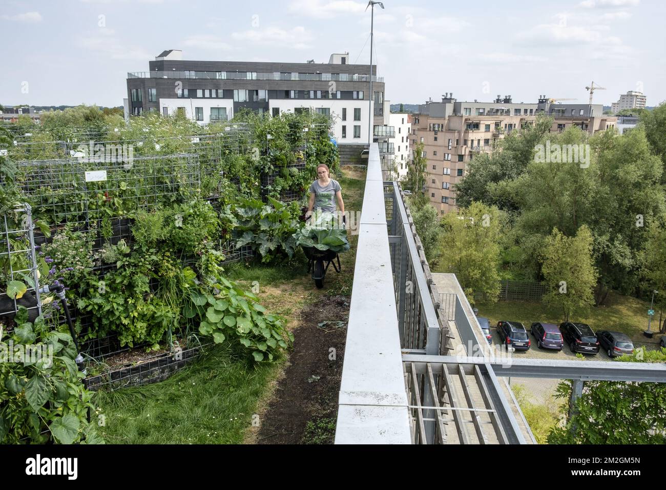 Open air culture on a roof - Harvesting of vegetables in an urban farm ...